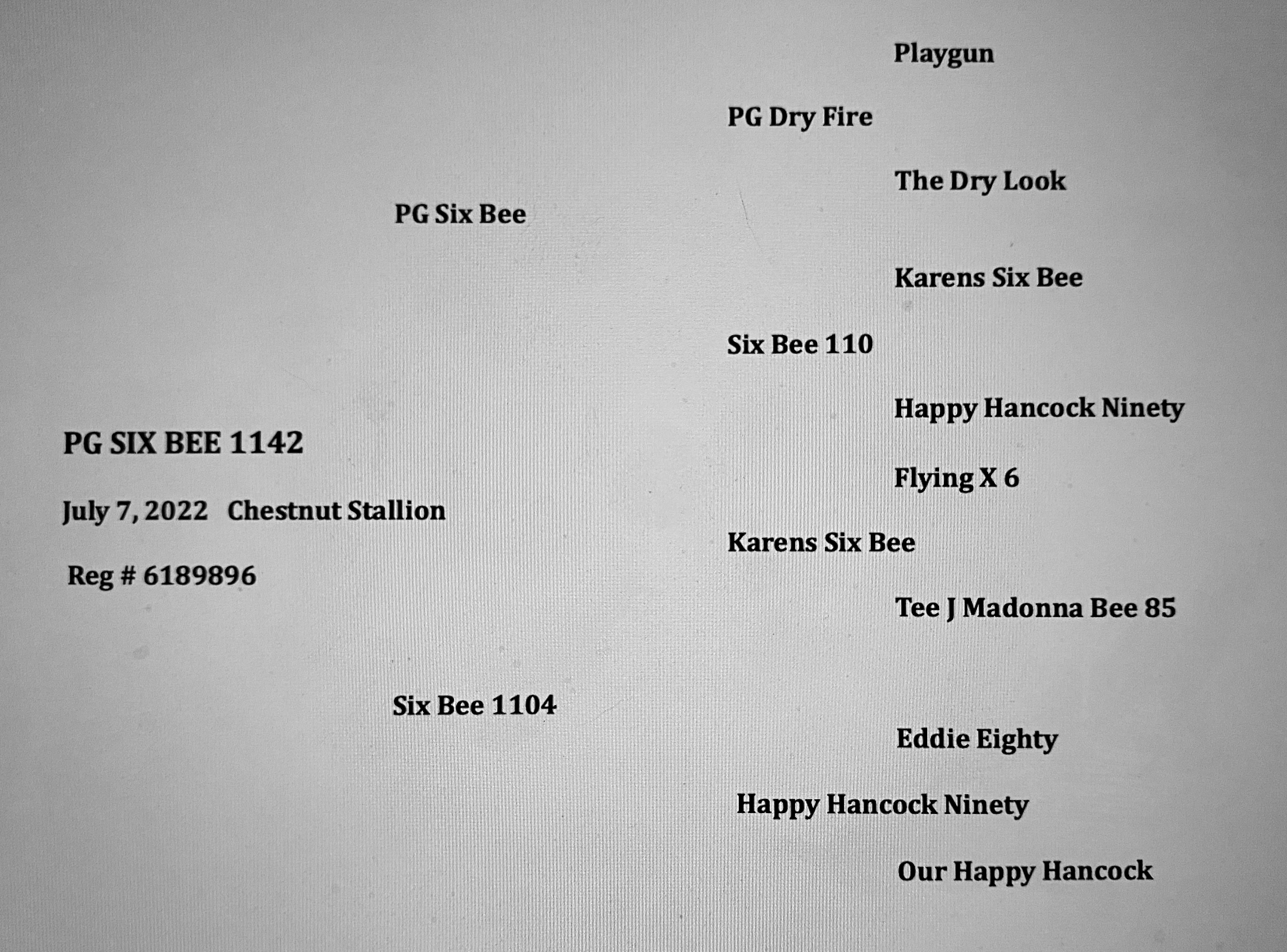 PG Six Bee 1142 – Hunter Quarter Horses